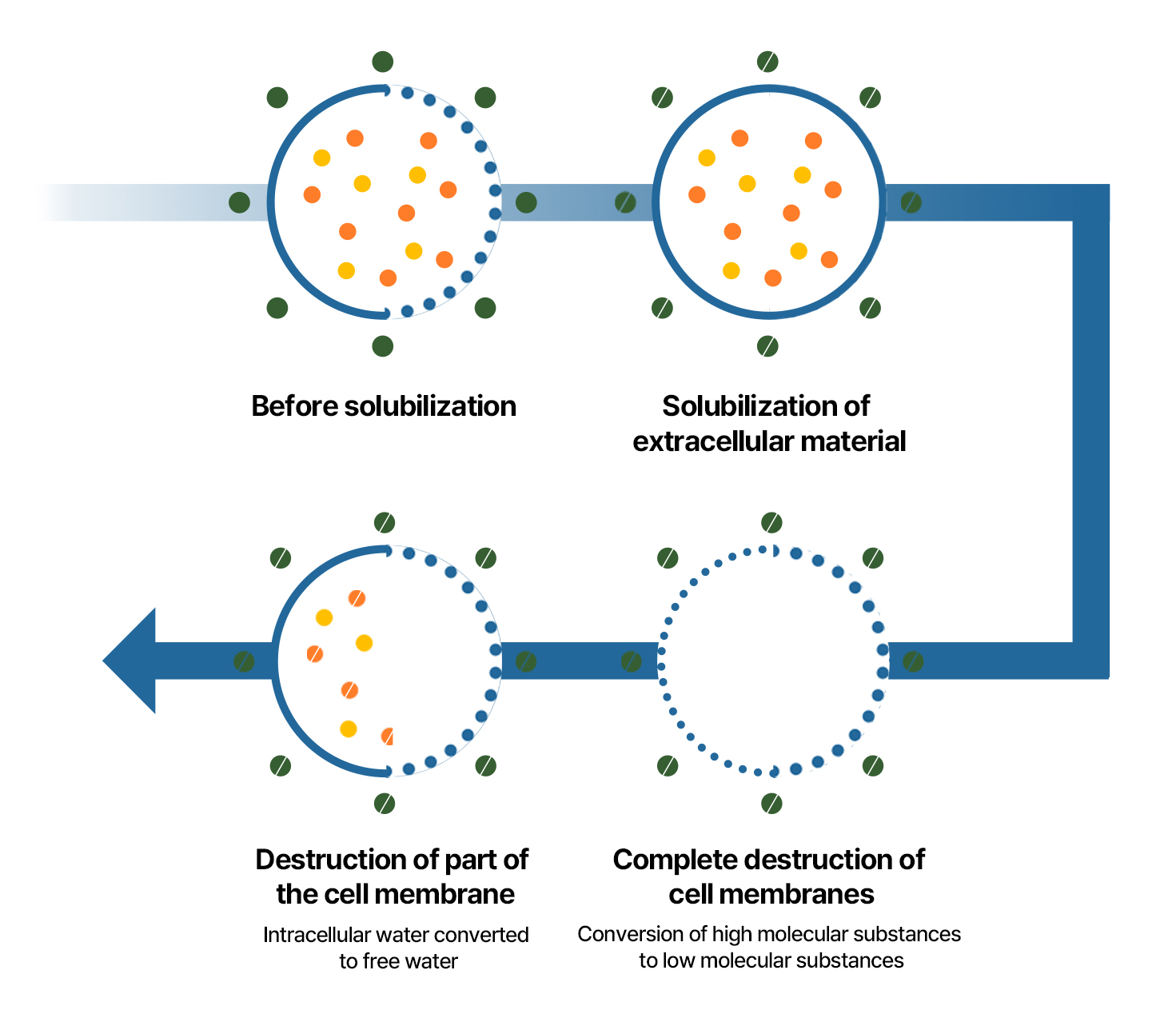 Dried sludge - 에코쉘